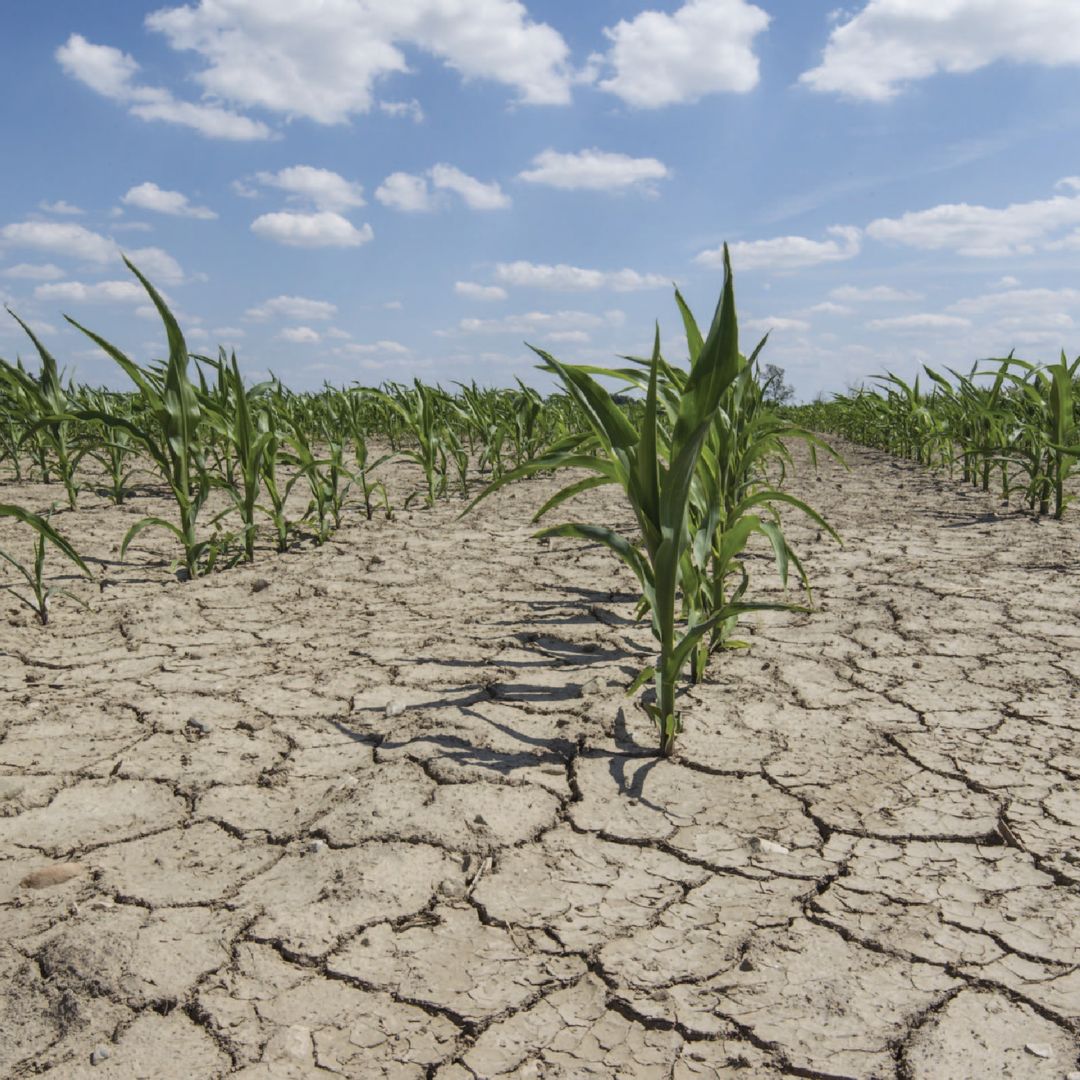 Climate Change Adaptation and Mitigation Services